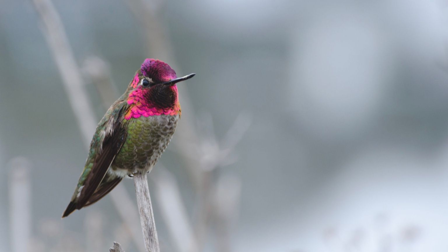 Anna's Hummingbird Fact Sheet | Blog | Nature | PBS