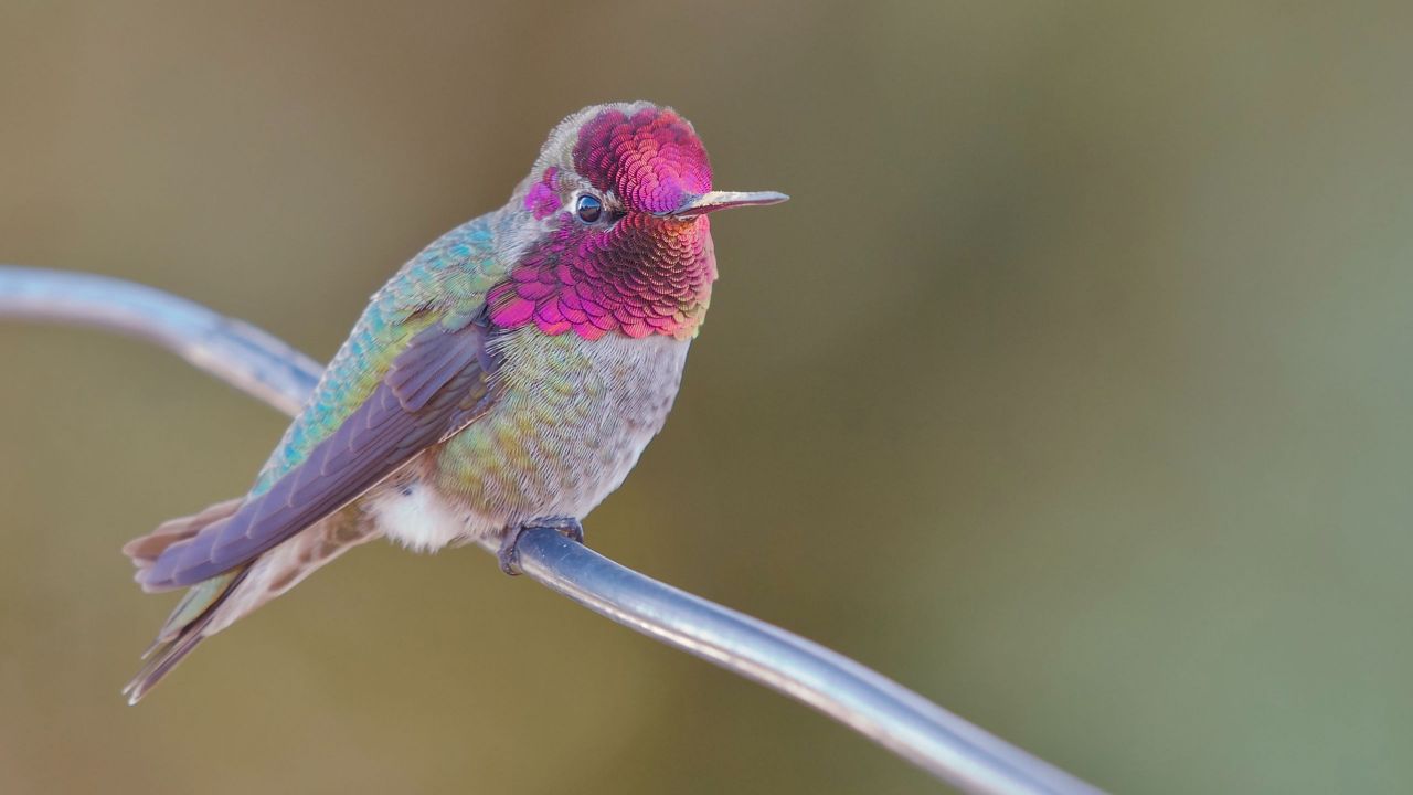 Anna's Hummingbird Fact Sheet | Blog | Nature | PBS