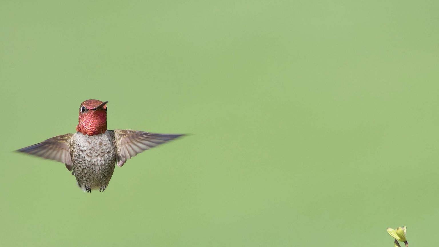 Anna's Hummingbird Fact Sheet | Blog | Nature | PBS