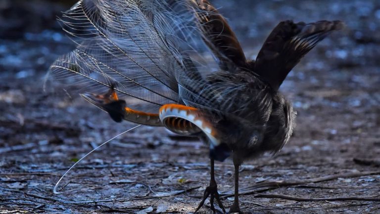 Superb Lyrebird Fact Sheet | Blog | Nature | PBS