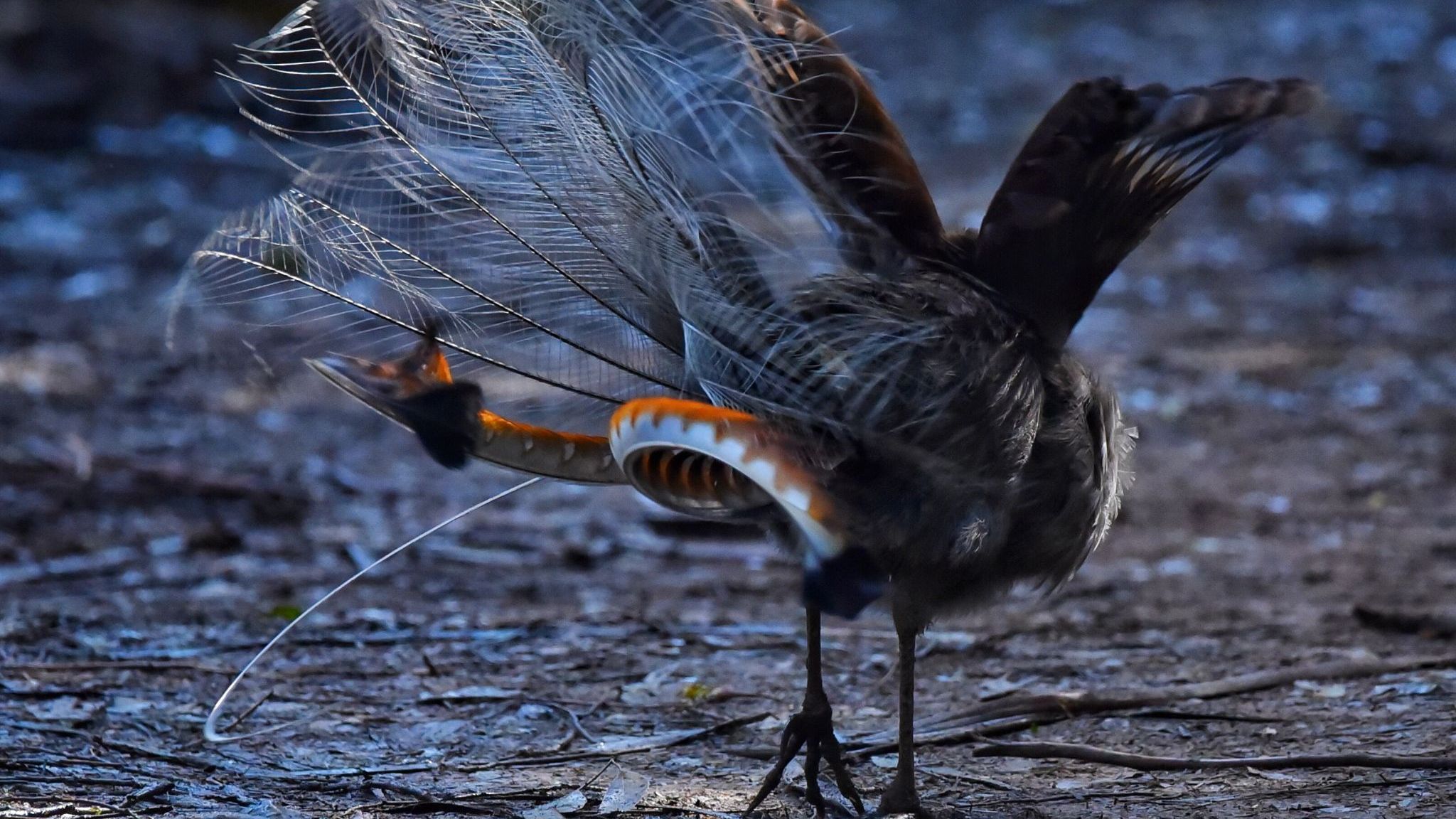Superb Lyrebird Fact Sheet | Blog | Nature | PBS