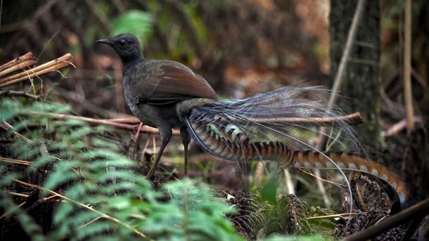 Superb Lyrebird Fact Sheet | Blog | Nature | PBS