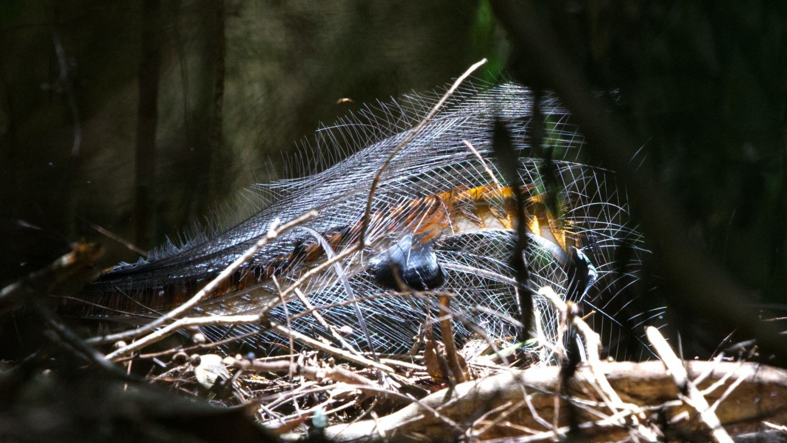 Superb Lyrebird Fact Sheet | Blog | Nature | PBS