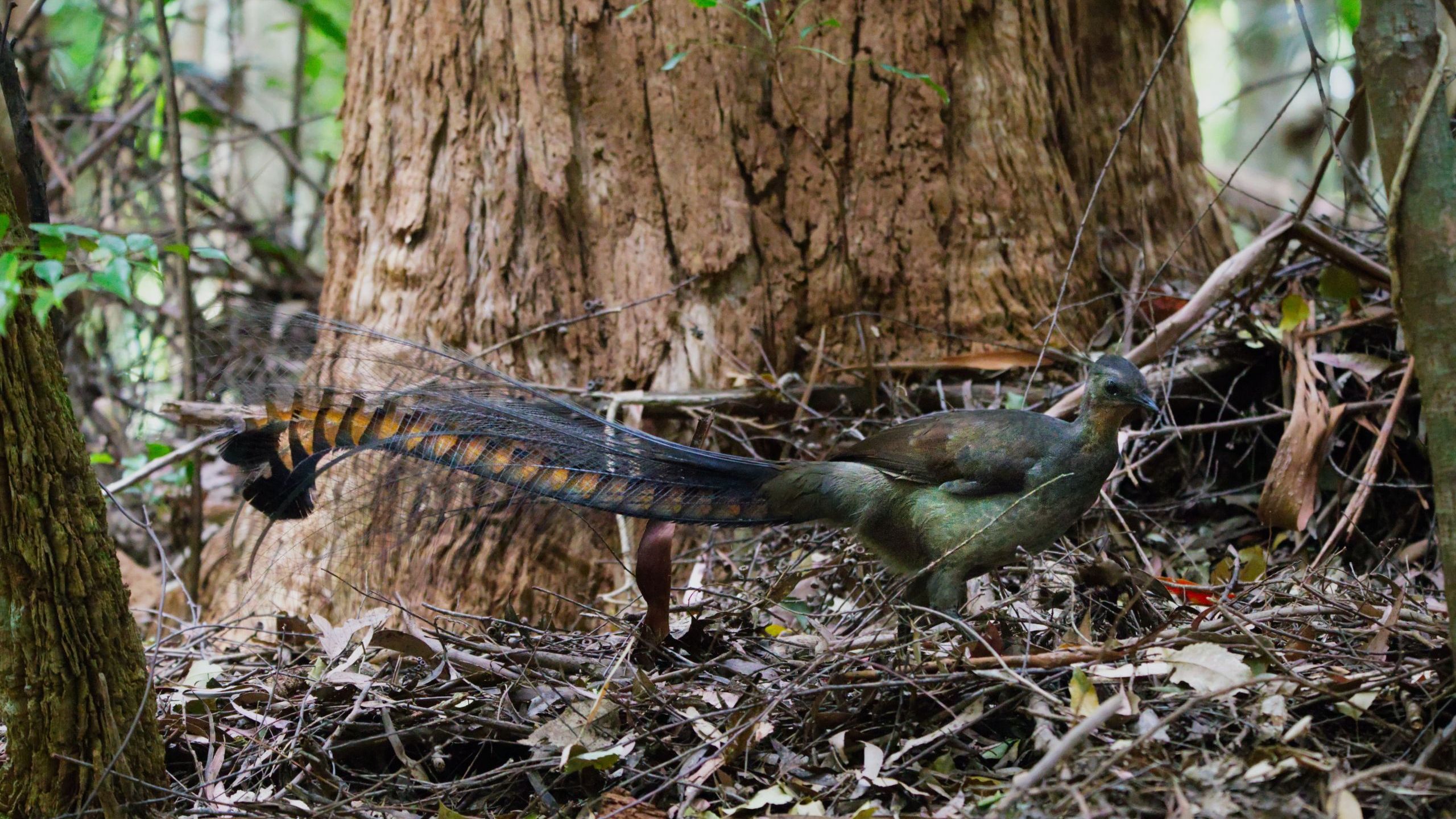 Superb Lyrebird Fact Sheet | Blog | Nature | PBS