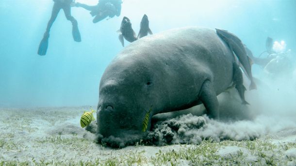 Manatee Fact Sheet | Blog | Nature | PBS
