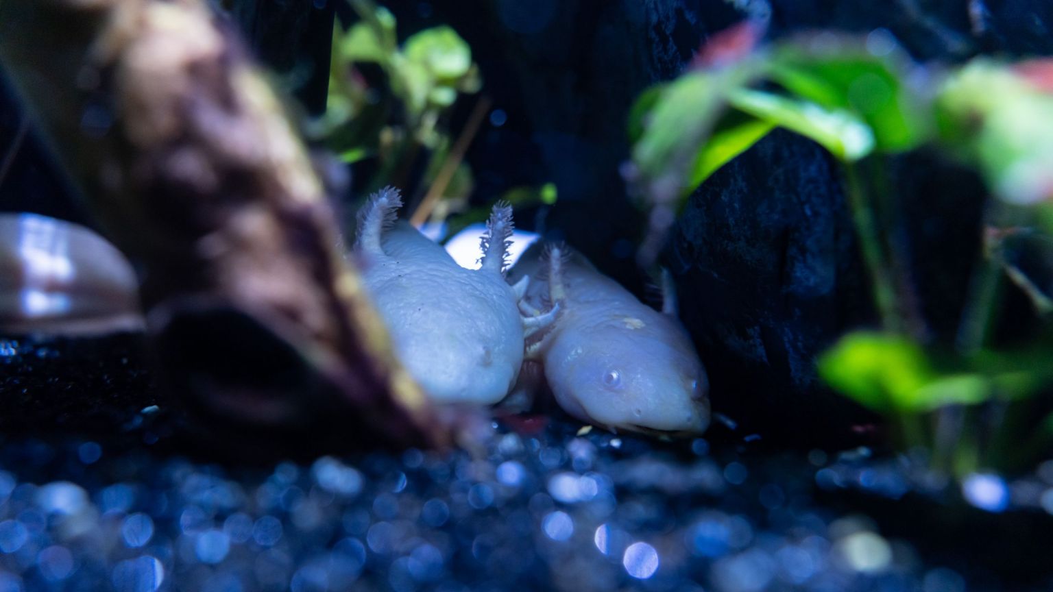Axolotl Fact Sheet | Blog | Nature | PBS