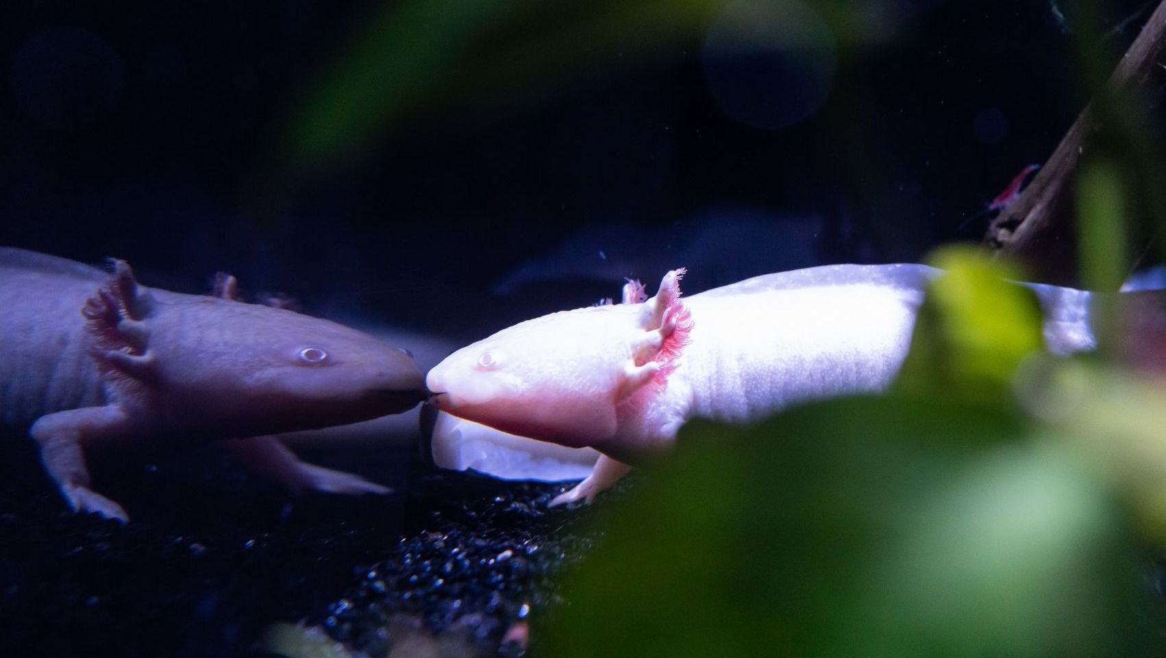 Axolotl Fact Sheet | Blog | Nature | PBS