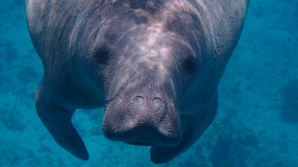 Manatee Fact Sheet | Blog | Nature | PBS
