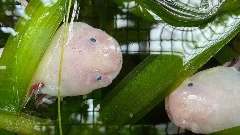 Axolotl Fact Sheet | Blog | Nature | PBS