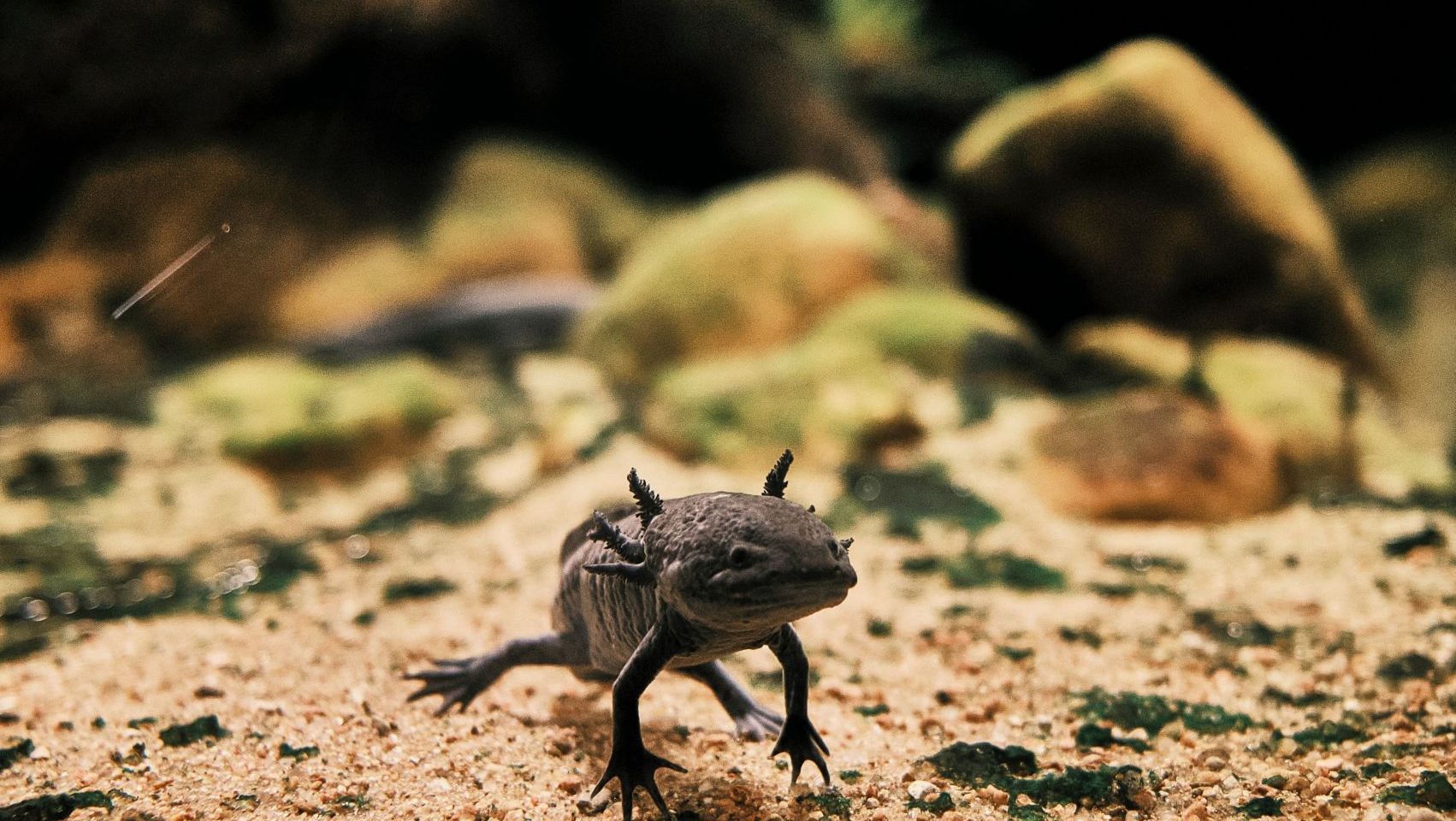 Axolotl Fact Sheet | Blog | Nature | PBS