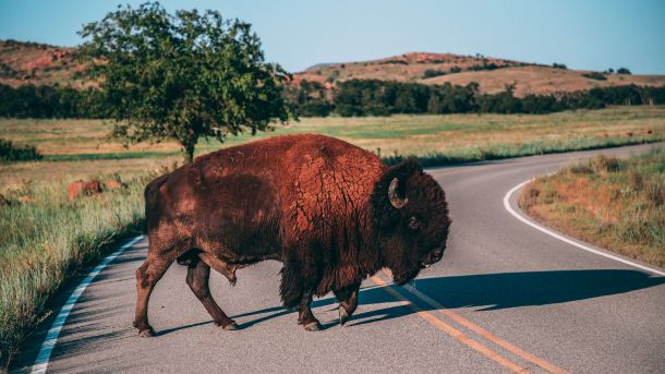 American Bison Fact Sheet | Blog | Nature | PBS