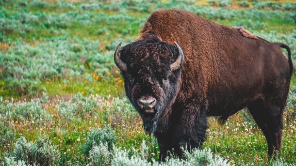 American Bison Fact Sheet | Blog | Nature | PBS