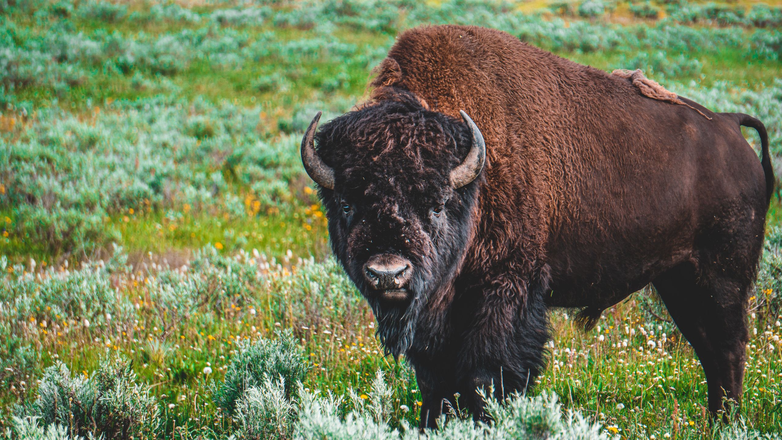 American Bison Fact Sheet | Blog | Nature | PBS