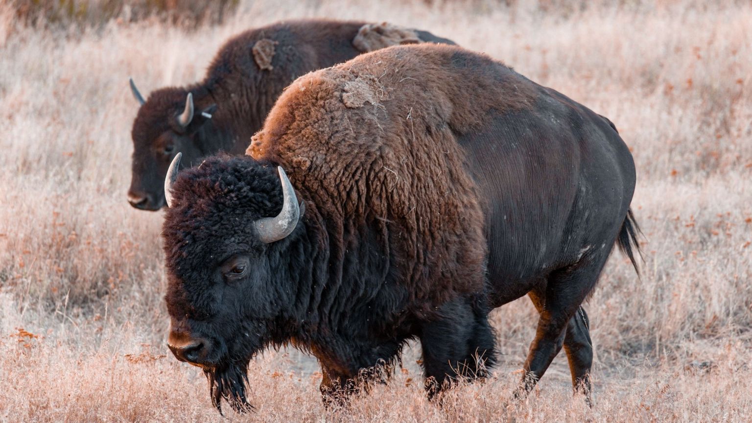 American Bison Fact Sheet | Blog | Nature | PBS