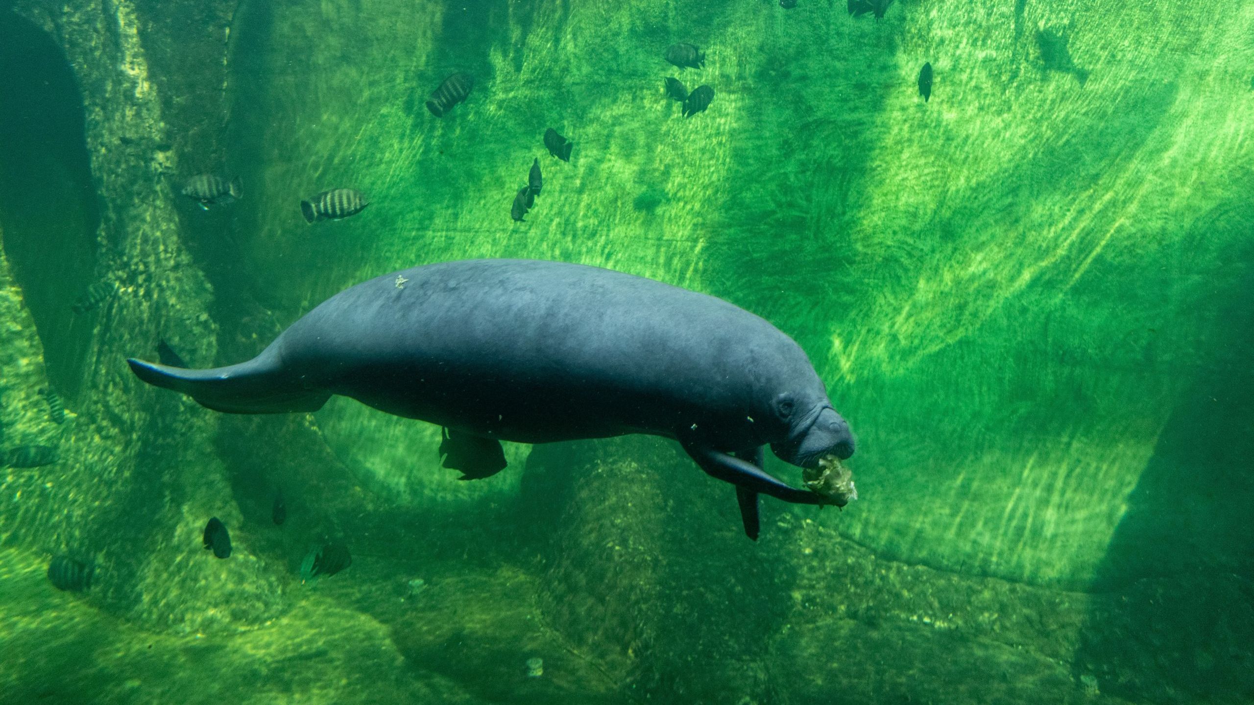 Manatee Fact Sheet | Blog | Nature | PBS