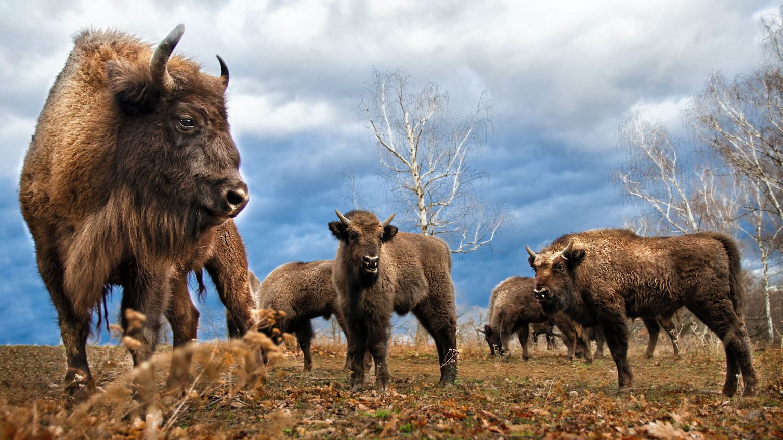 American Bison Fact Sheet | Blog | Nature | PBS