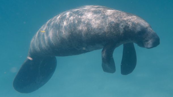 Manatee Fact Sheet | Blog | Nature | PBS