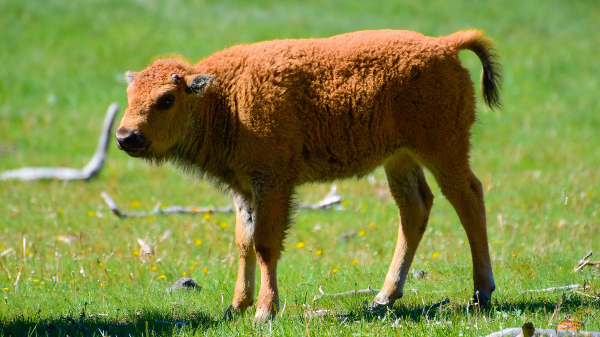 American Bison Fact Sheet | Blog | Nature | PBS