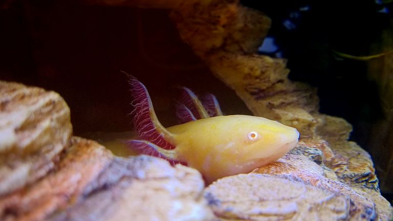 Axolotl Fact Sheet | Blog | Nature | PBS