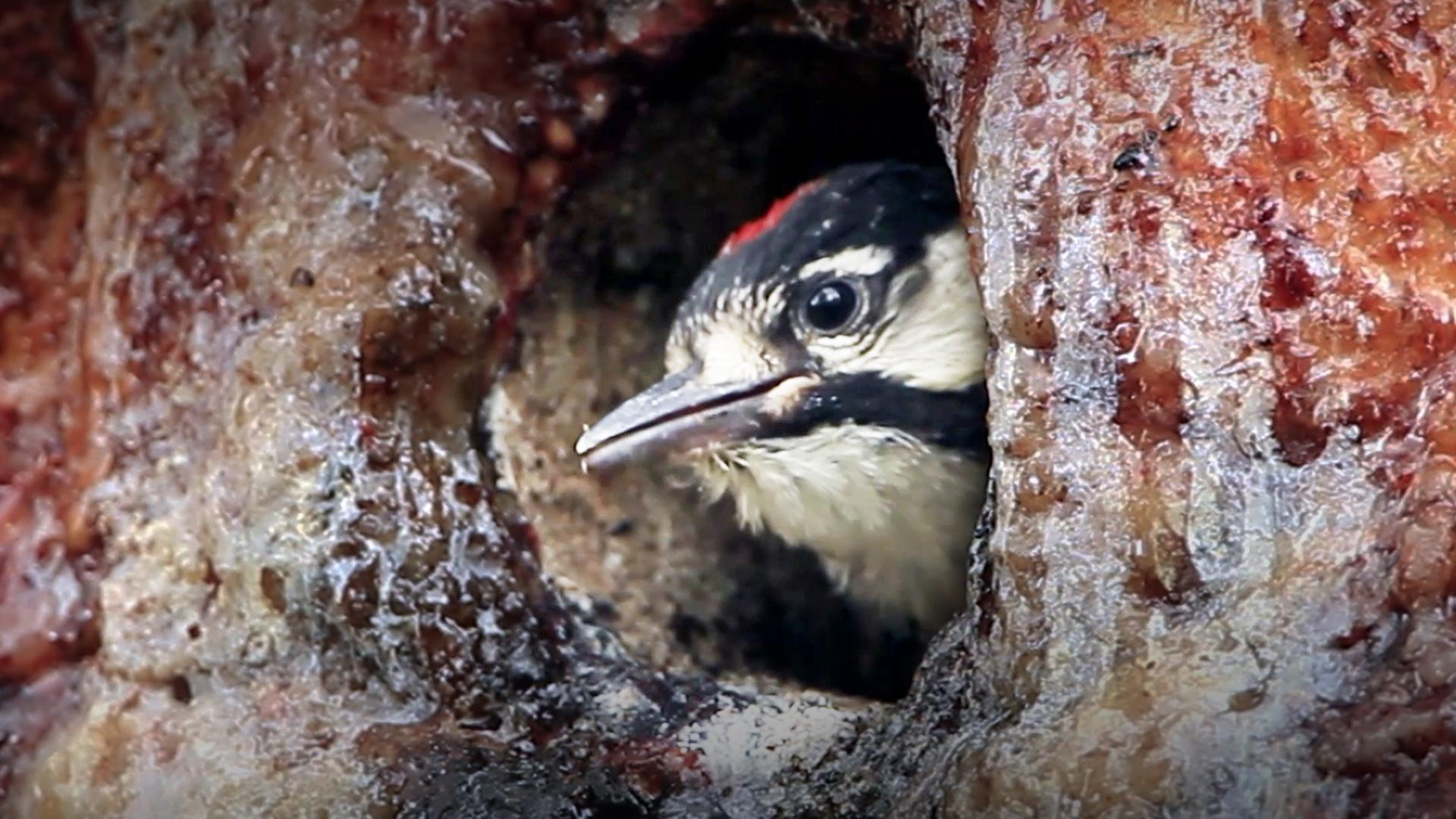 Downy Woodpecker Eggs