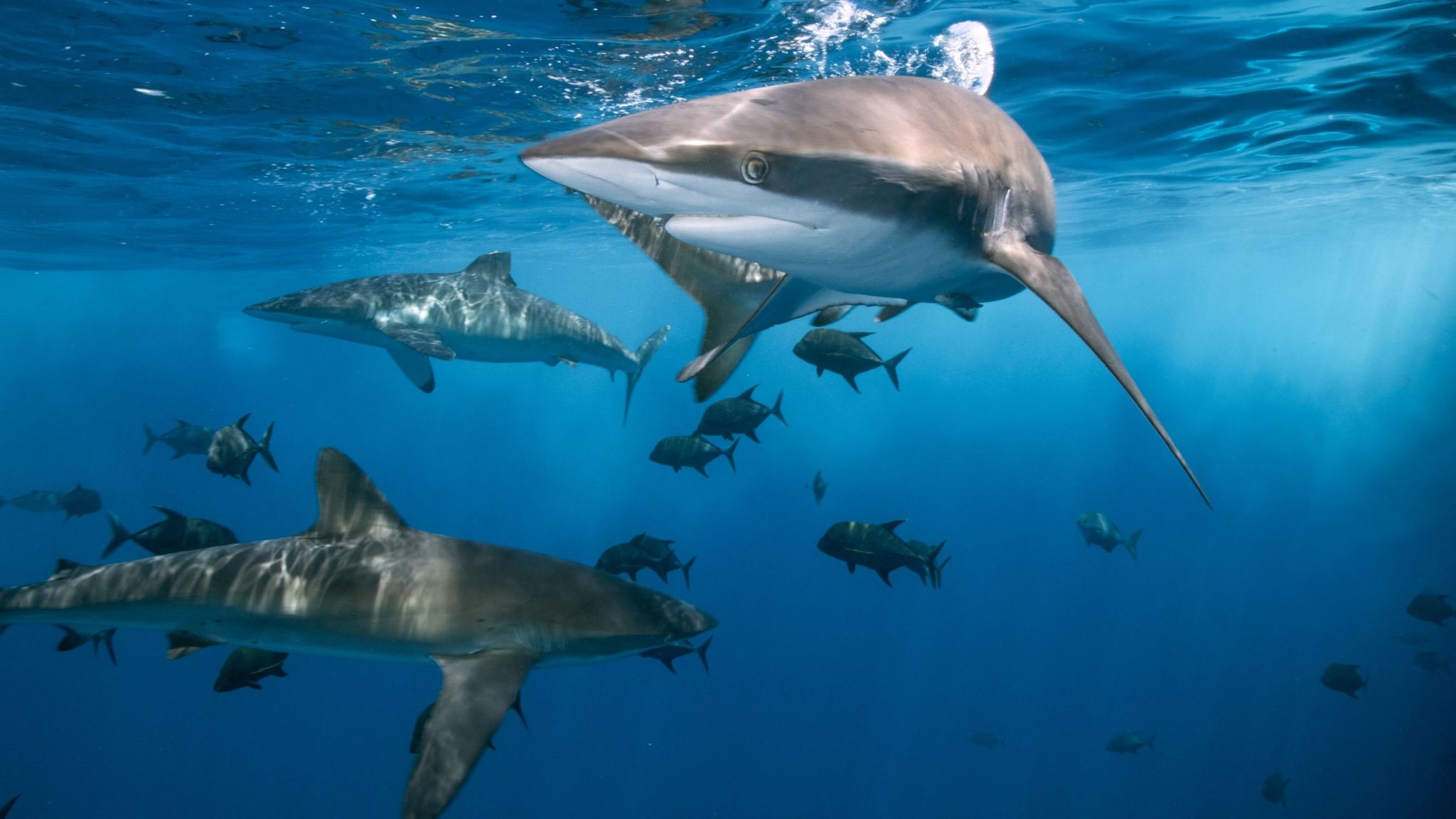 Shark and Ray Awareness Day is Every Day | Blog | Nature | PBS