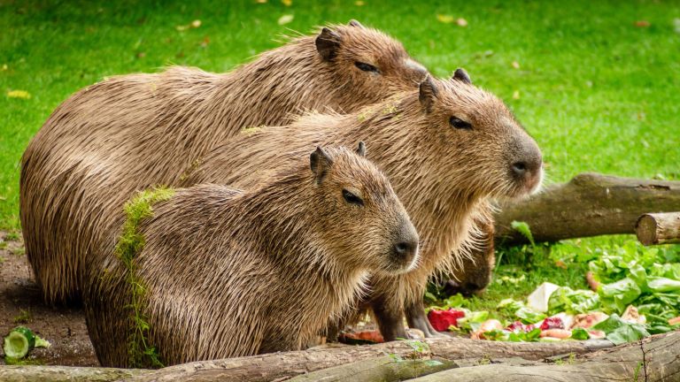 Capybara Fact Sheet | Blog | Nature | PBS