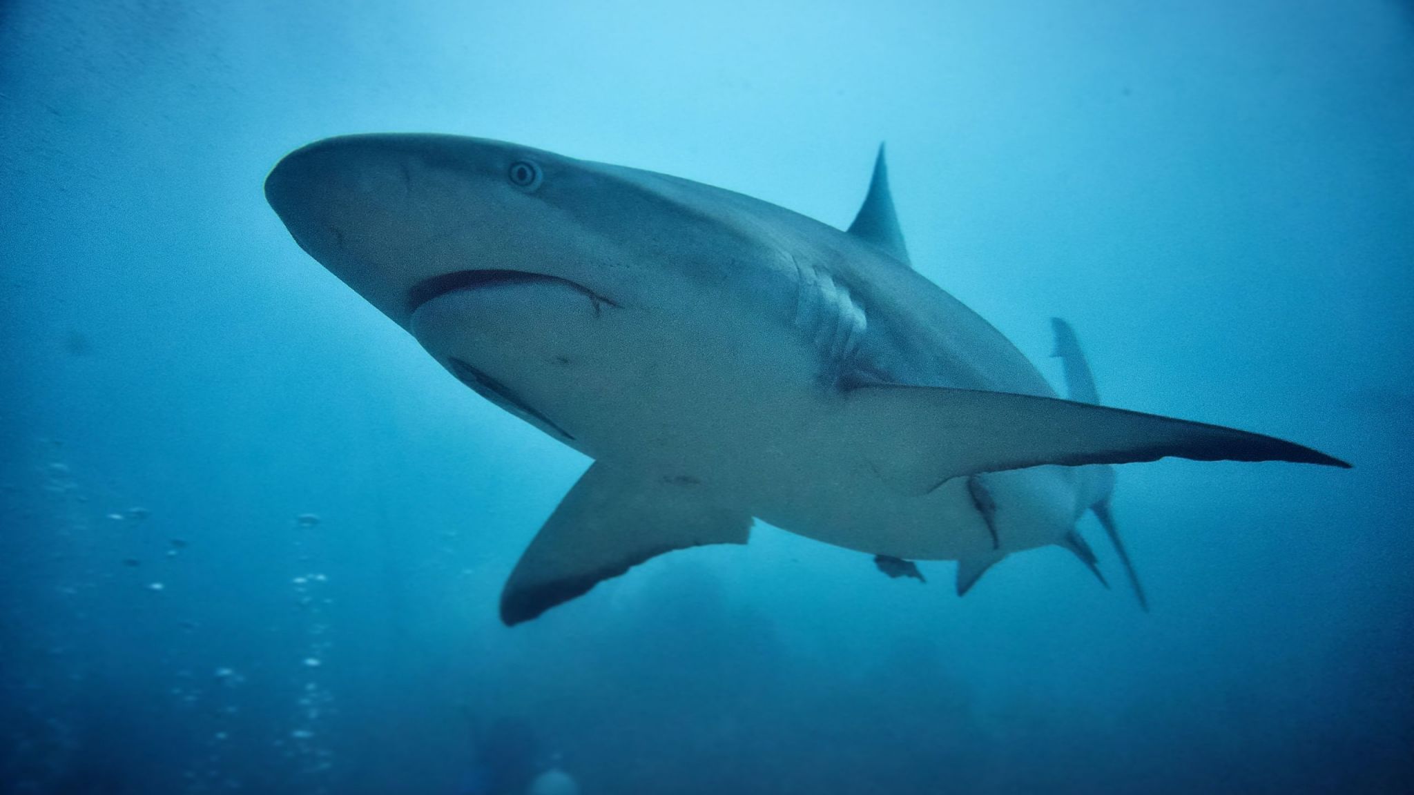 Shark and Ray Awareness Day is Every Day | Blog | Nature | PBS