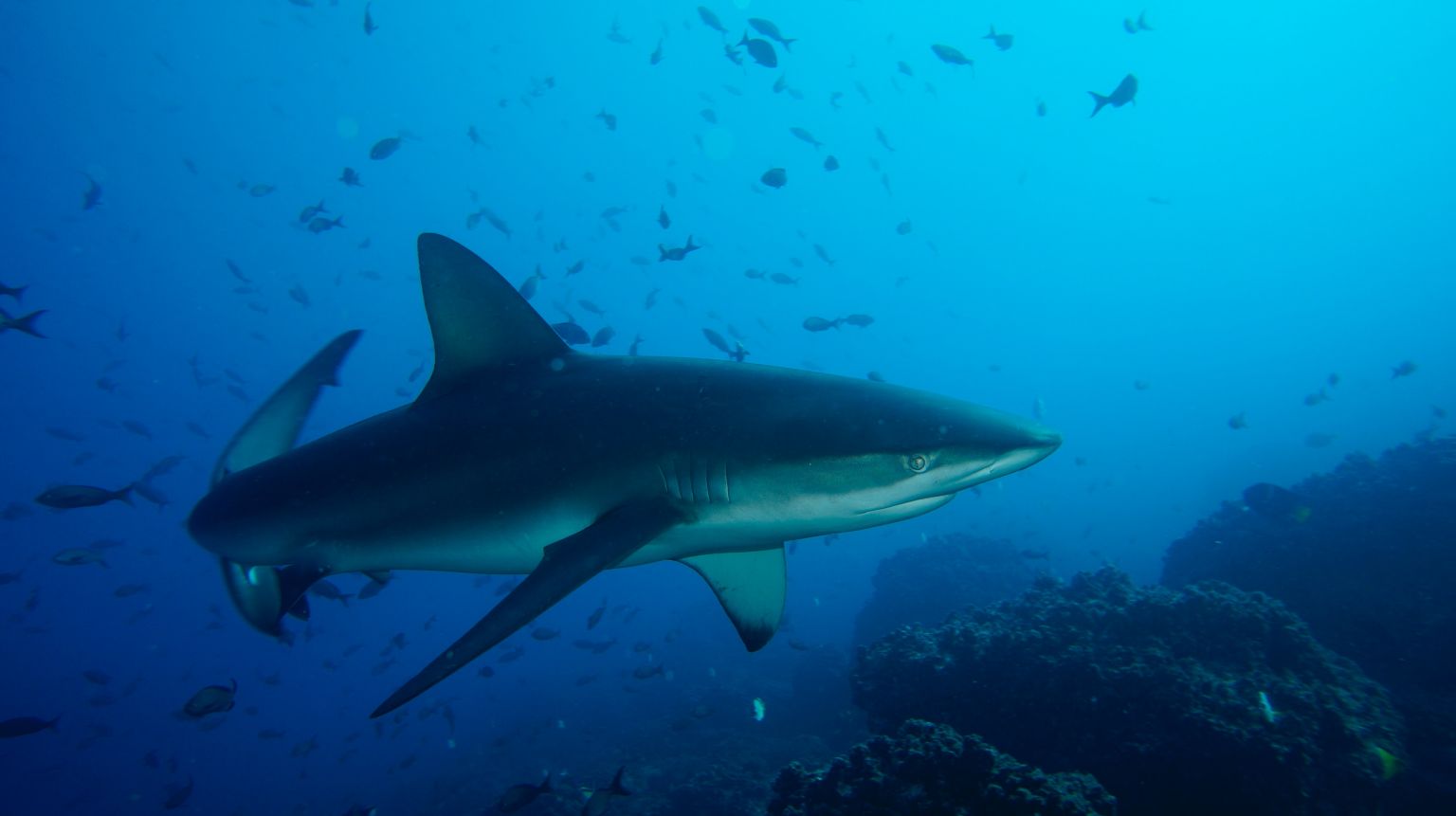 Shark and Ray Awareness Day is Every Day | Blog | Nature | PBS