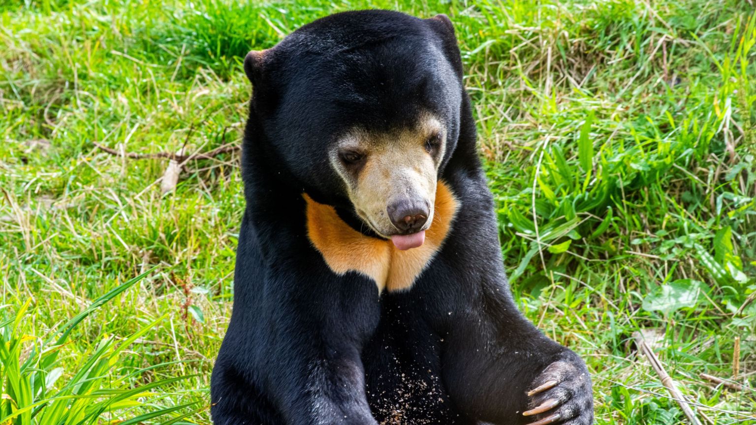 Sun Bear Fact Sheet | Blog | Nature | PBS