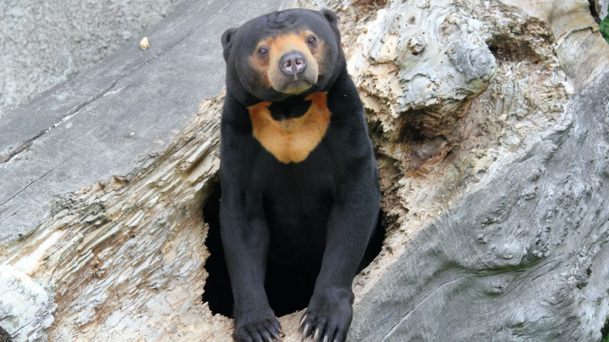Sun Bear Fact Sheet | Blog | Nature | PBS