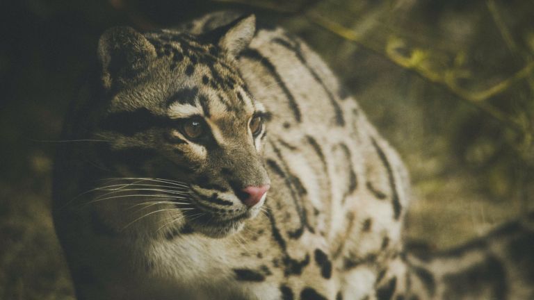 Clouded Leopard Fact Sheet | Blog | Nature | PBS