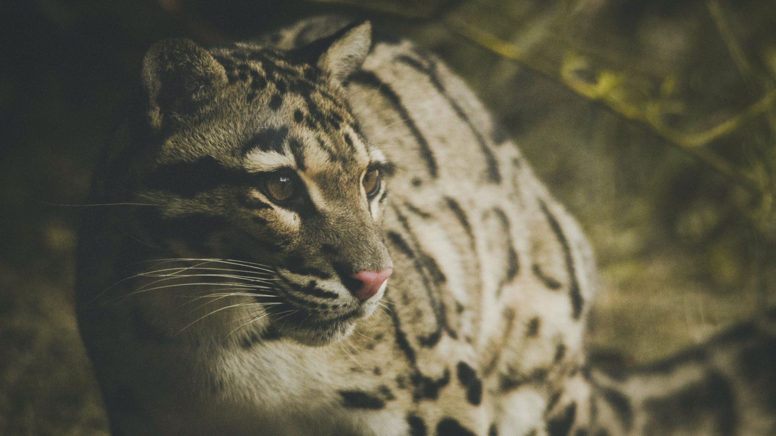 Clouded Leopard Fact Sheet | Blog | Nature | PBS
