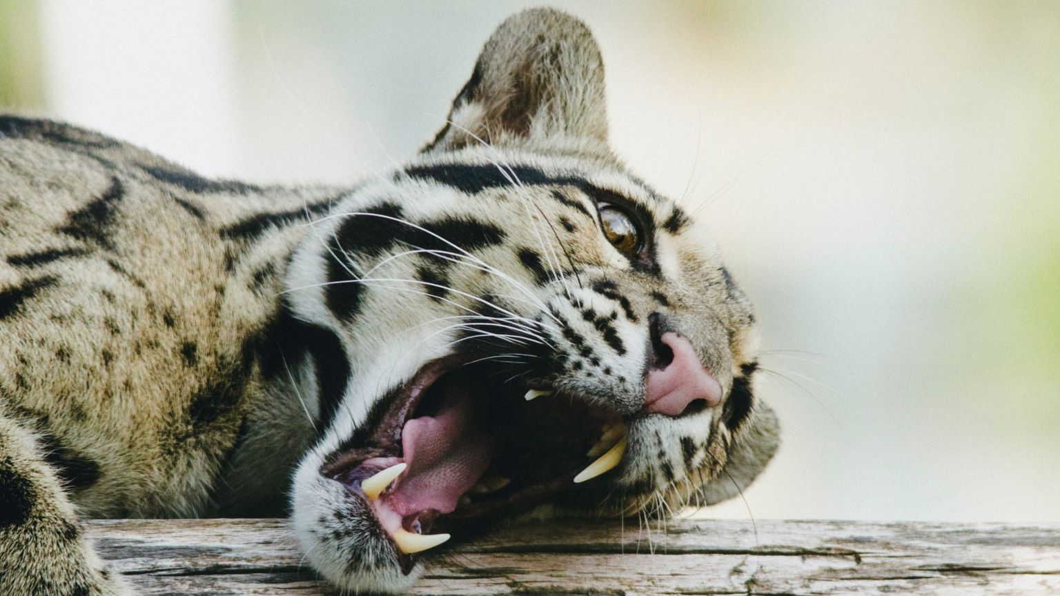 Clouded Leopard Fact Sheet | Blog | Nature | PBS