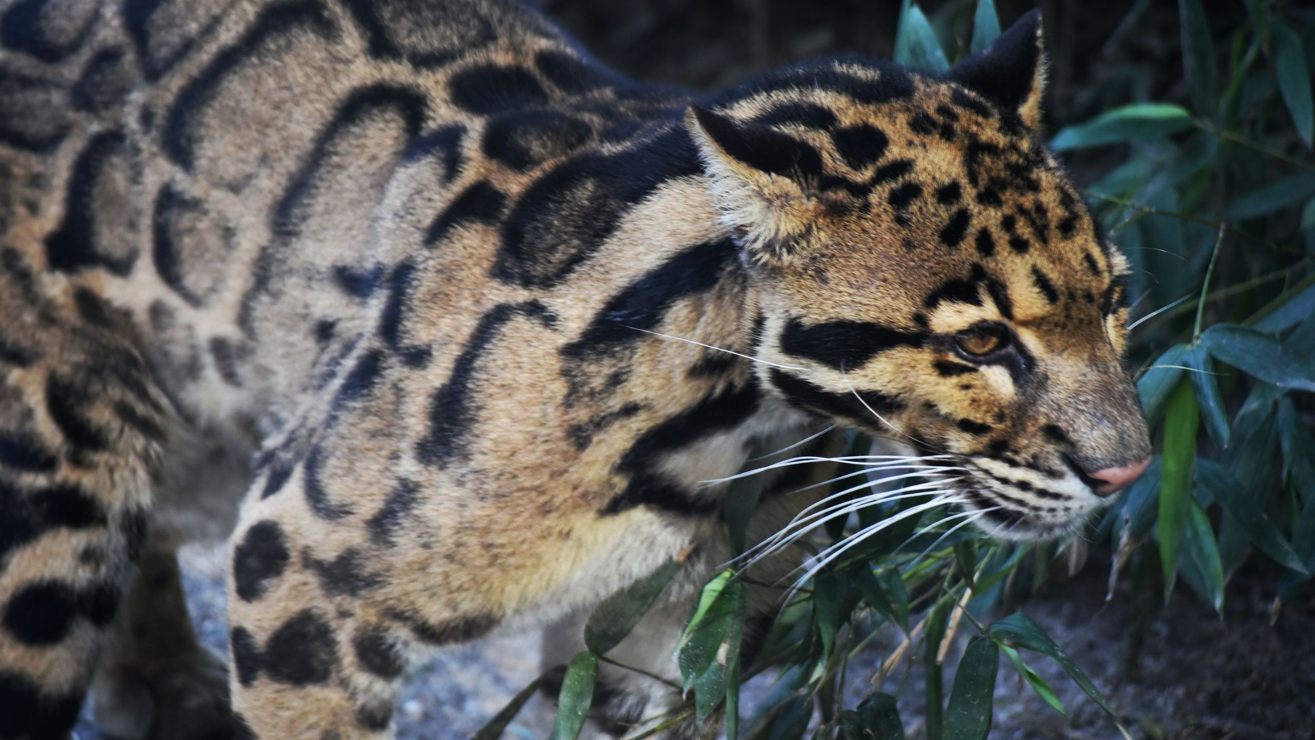 Clouded Leopard Fact Sheet | Blog | Nature | PBS