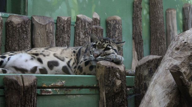 Clouded Leopard Fact Sheet | Blog | Nature | PBS