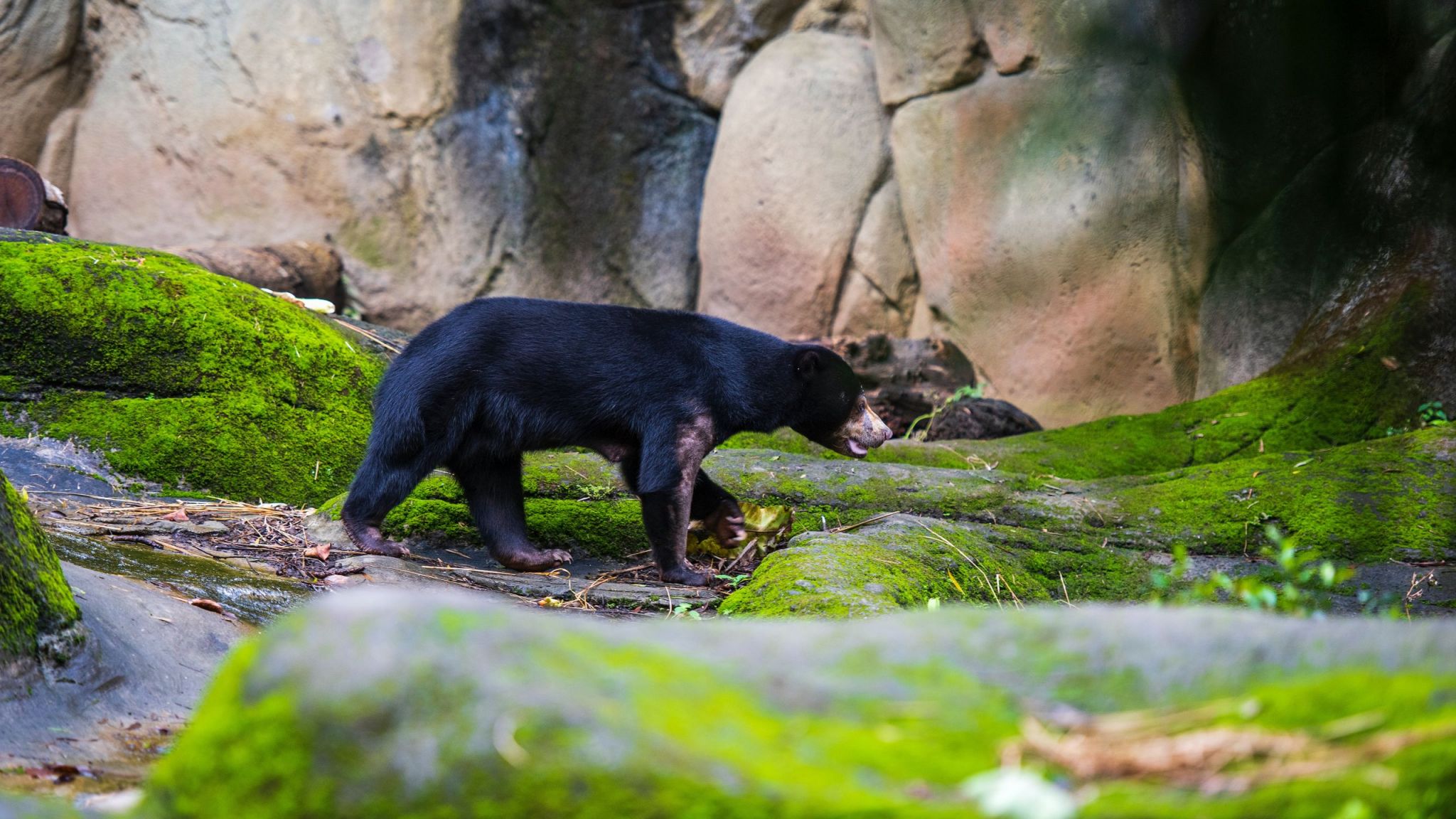 Sun Bear Fact Sheet | Blog | Nature | PBS