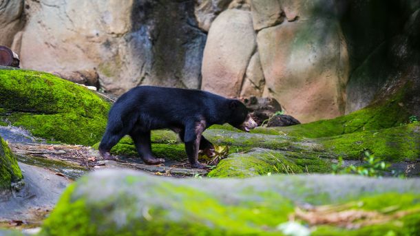 Sun Bear Fact Sheet | Blog | Nature | PBS