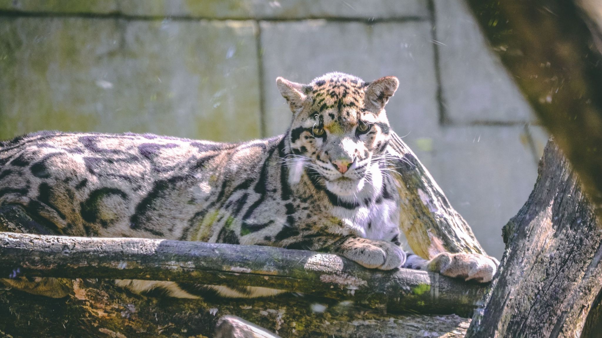 Clouded Leopard Fact Sheet | Blog | Nature | PBS
