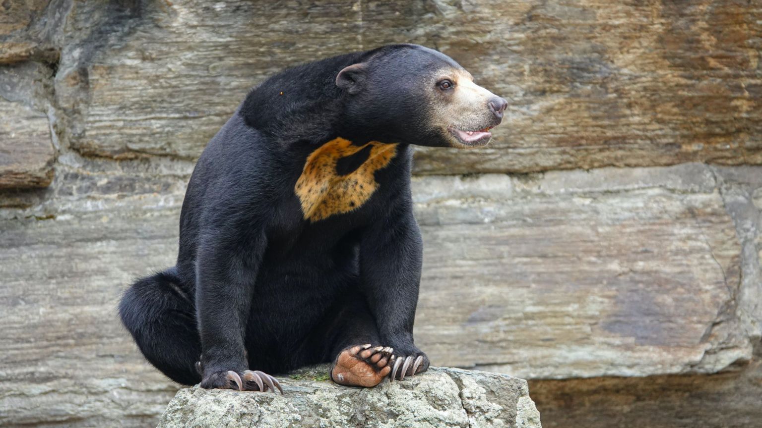 Sun Bear Fact Sheet | Blog | Nature | PBS