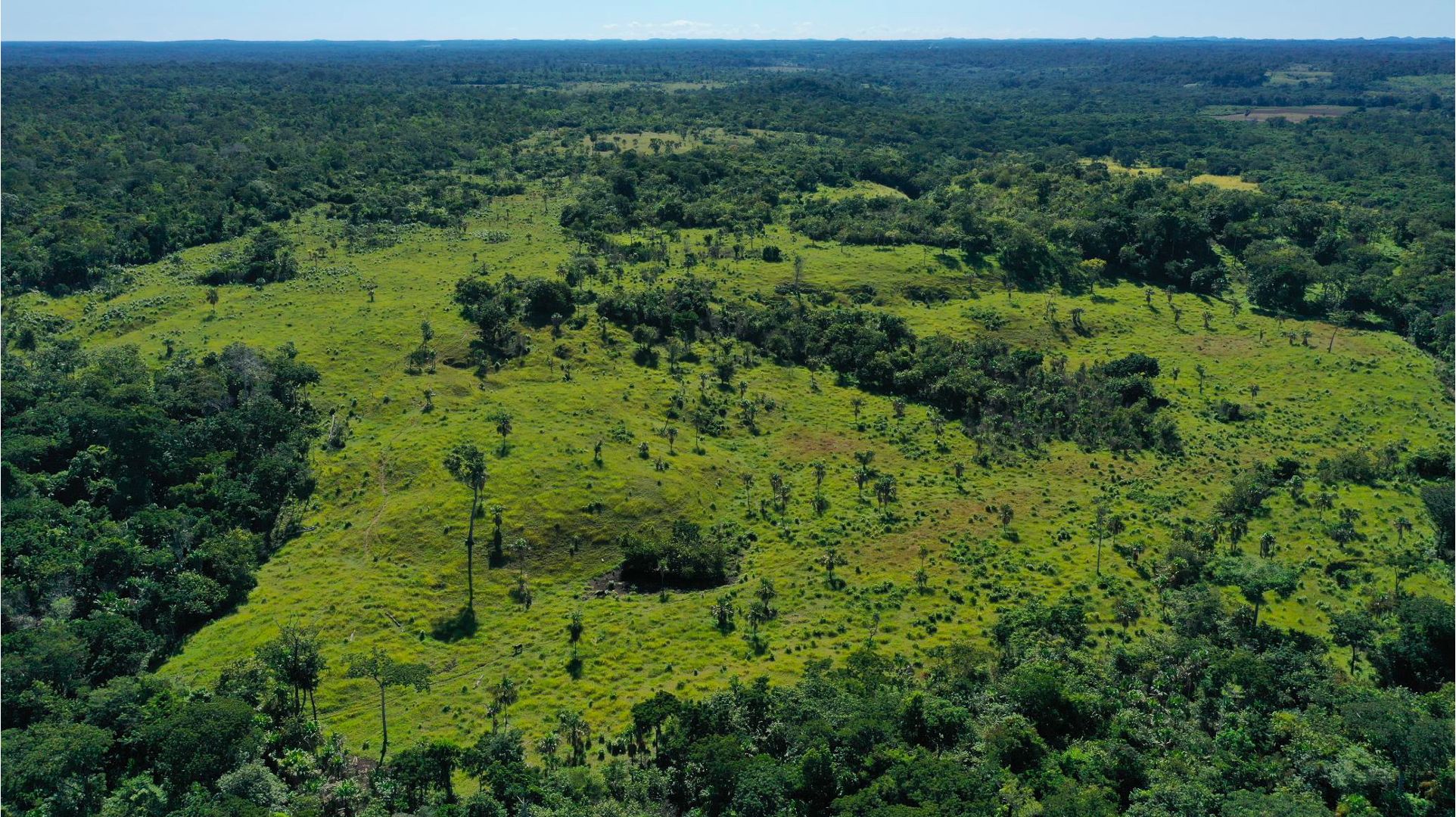 An Overlooked Opportunity for Forest Restoration | Blog | Nature | PBS