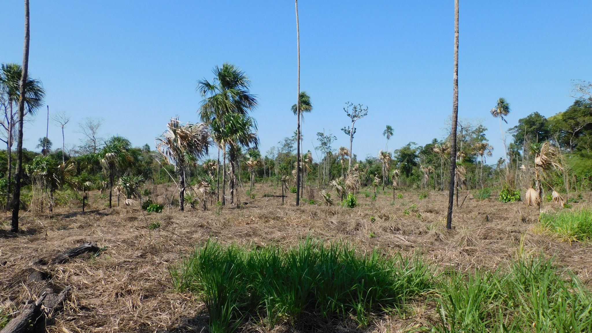 An Overlooked Opportunity for Forest Restoration | Blog | Nature | PBS