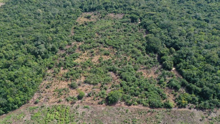 An Overlooked Opportunity for Forest Restoration | Blog | Nature | PBS