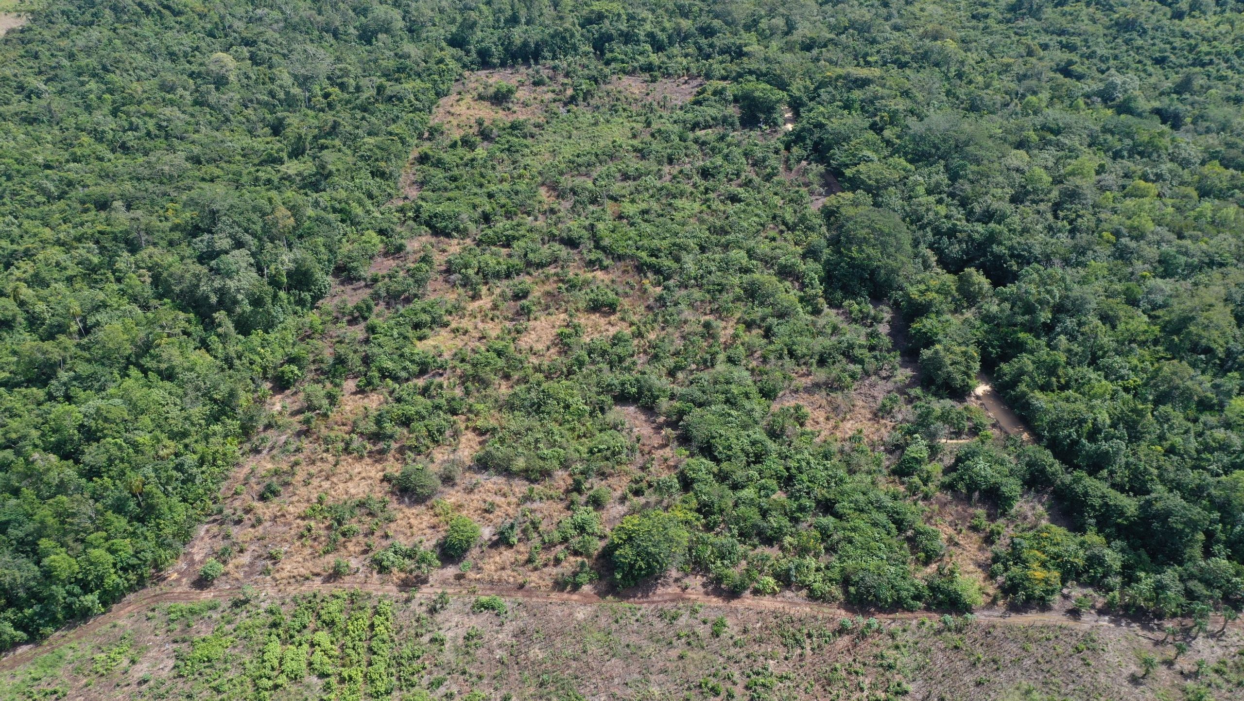 An Overlooked Opportunity for Forest Restoration | Blog | Nature | PBS