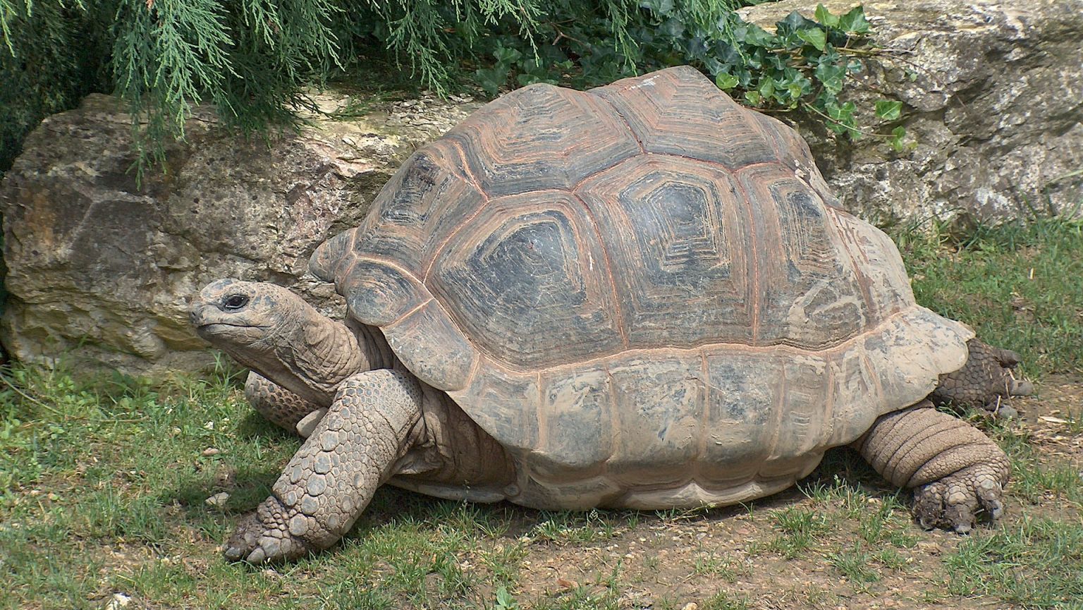 Aldabra Tortoise Fact Sheet | Blog | Nature | PBS