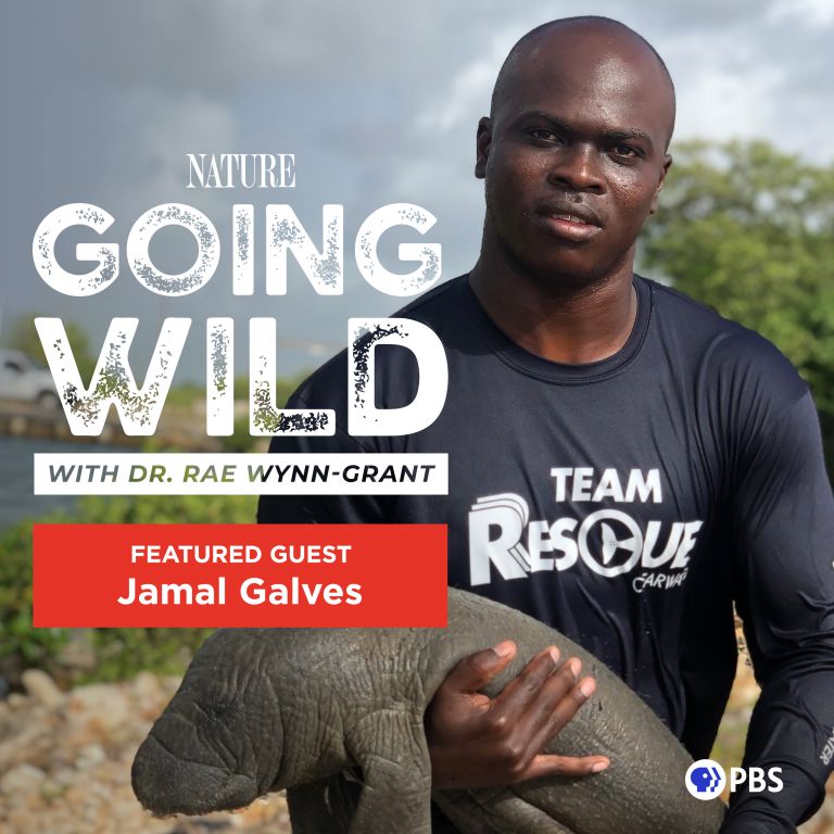 Meet "The Manatee Man" | Going Wild with Dr. Rae Wynn-Grant | Podcast ...