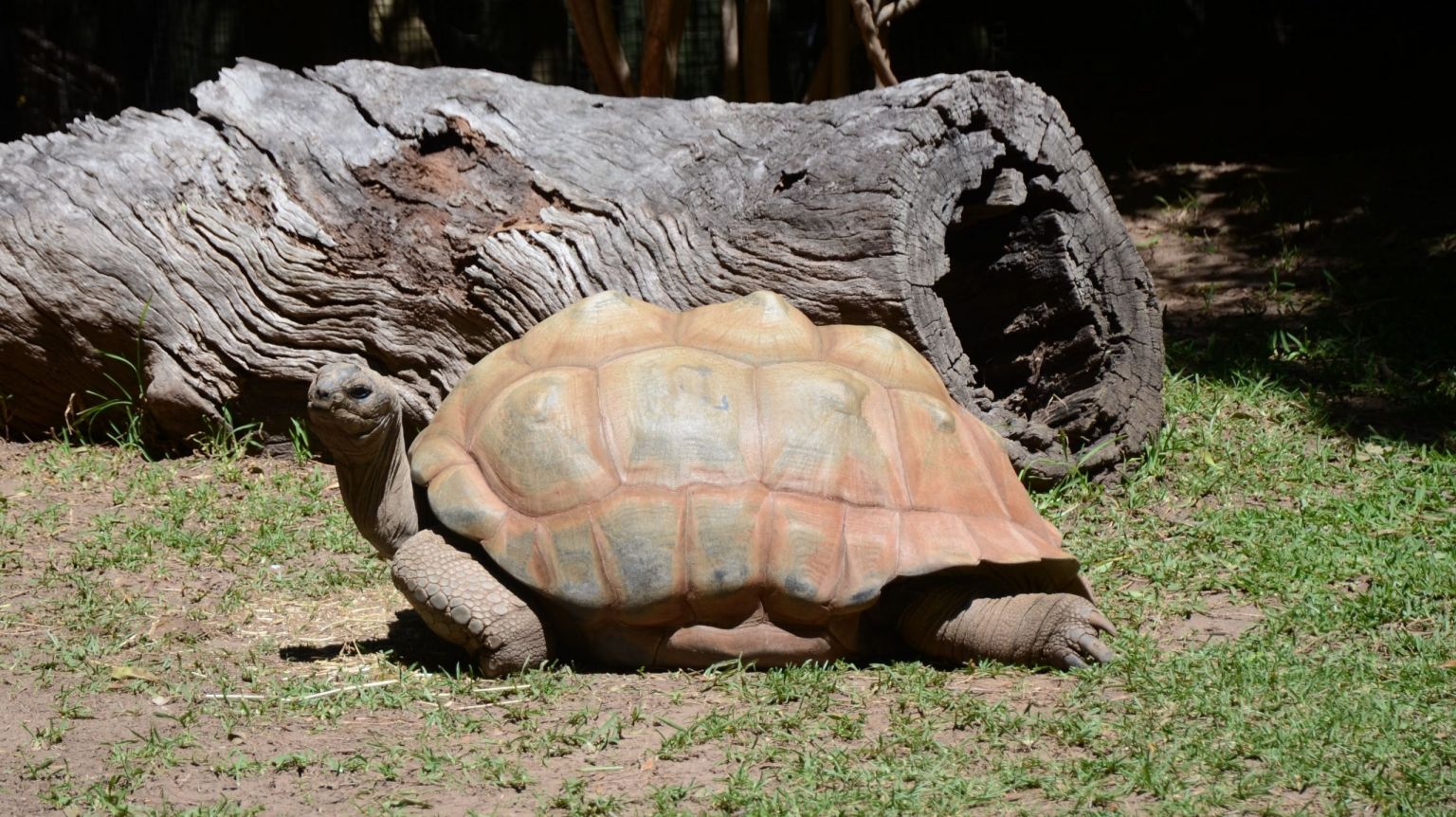 Aldabra Tortoise Fact Sheet | Blog | Nature | PBS