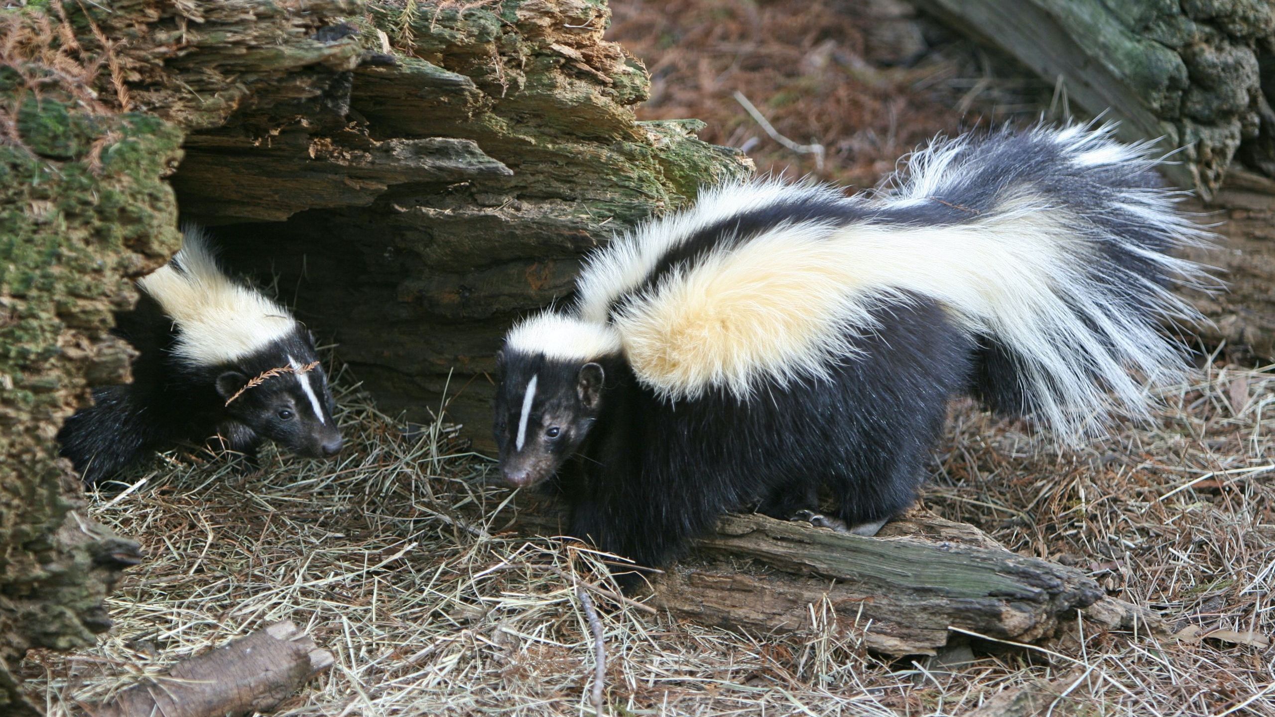 Skunk Fact Sheet | Blog | Nature | PBS