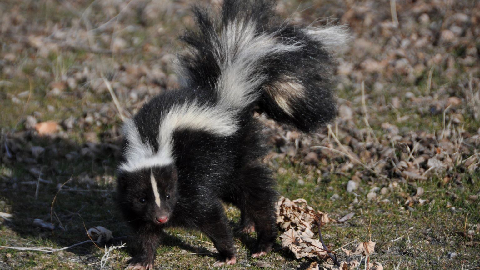 Skunk Fact Sheet | Blog | Nature | PBS