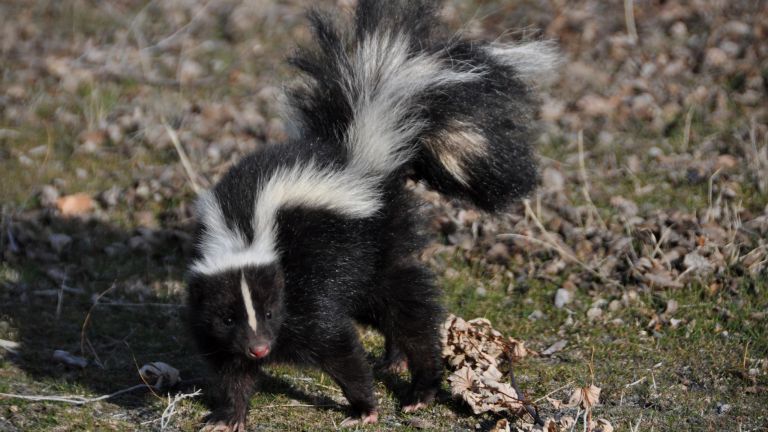 Skunk Fact Sheet | Blog | Nature | PBS