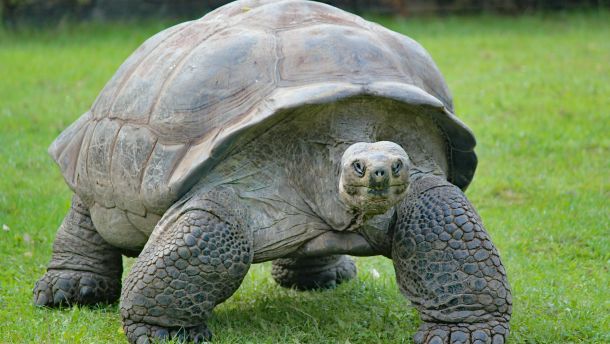 Aldabra Tortoise Fact Sheet | Blog | Nature | PBS
